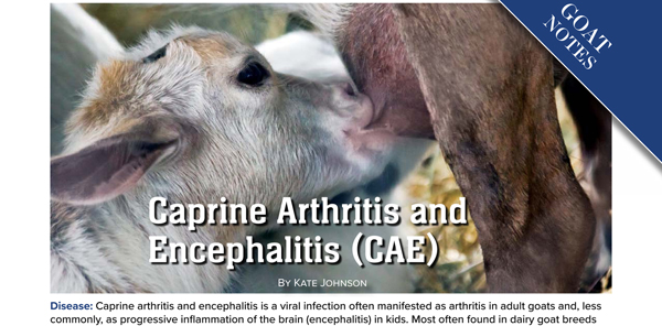 Caprine Arthritis and Encephalitis (CAE) - Goat Journal